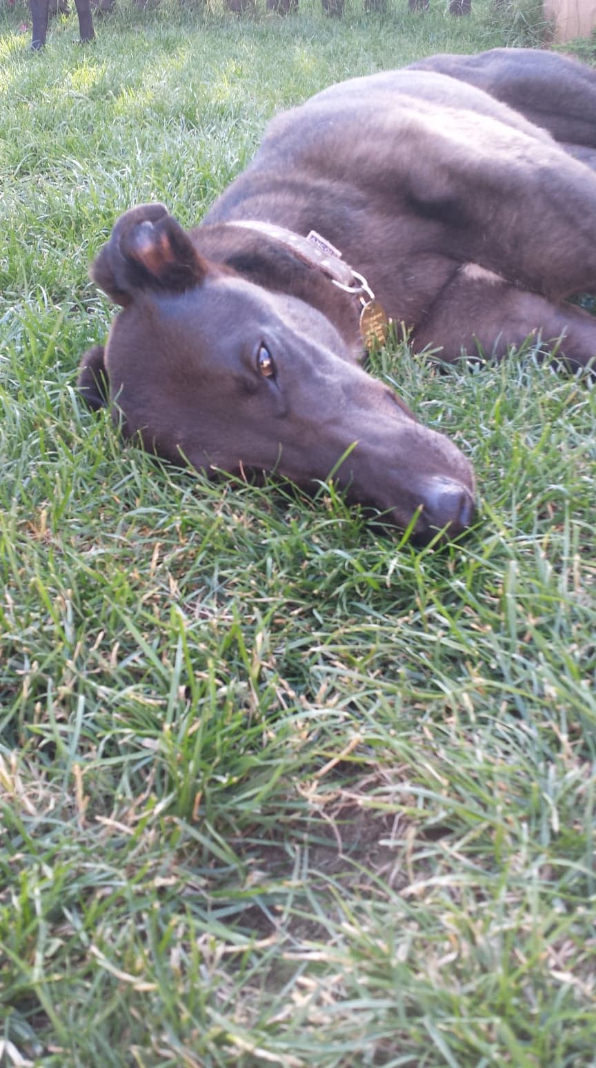Fluffy | Kent Greyhound Rescue