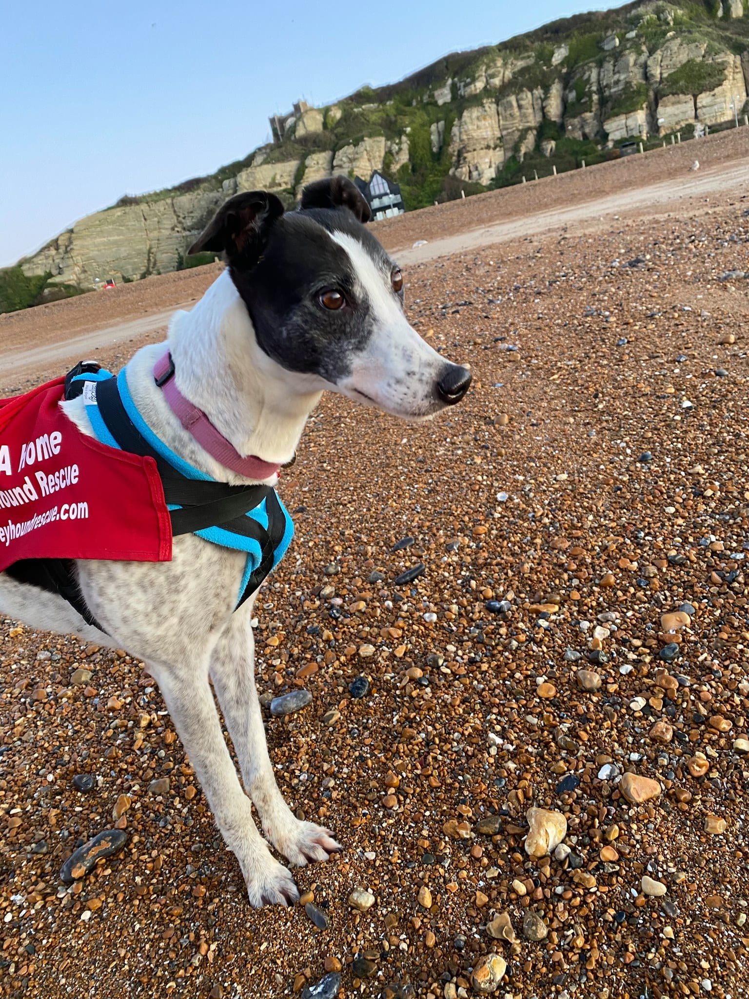 Lola was Maura | Kent Greyhound Rescue