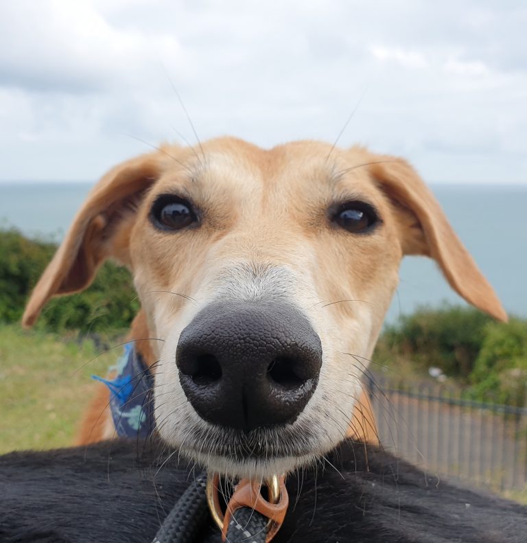 Lurchers As Pets | Kent Greyhound Rescue