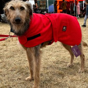 Animal Rescue, Dog Adoption:Kent Greyhound Rescue