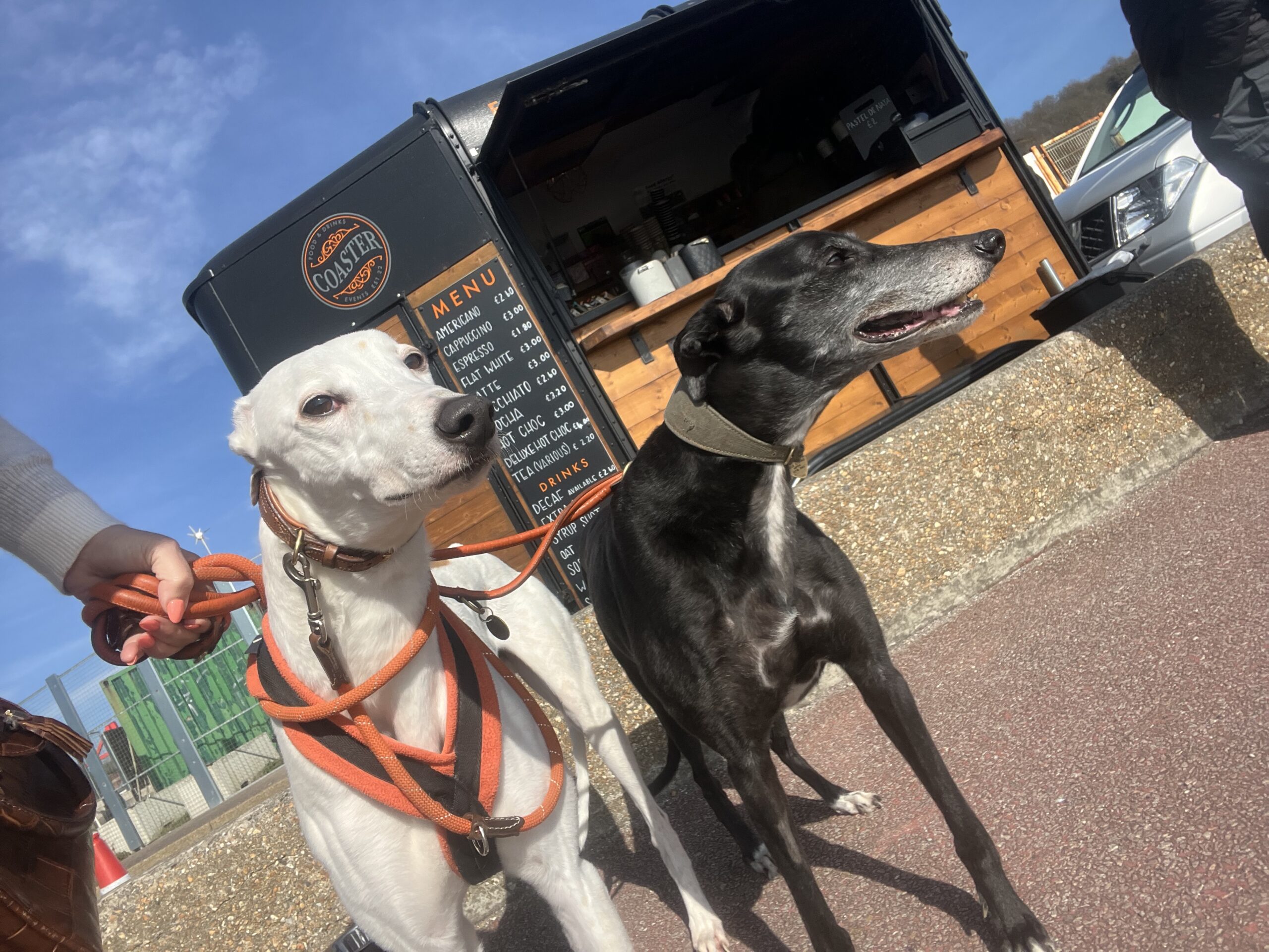 Oscar | Kent Greyhound Rescue