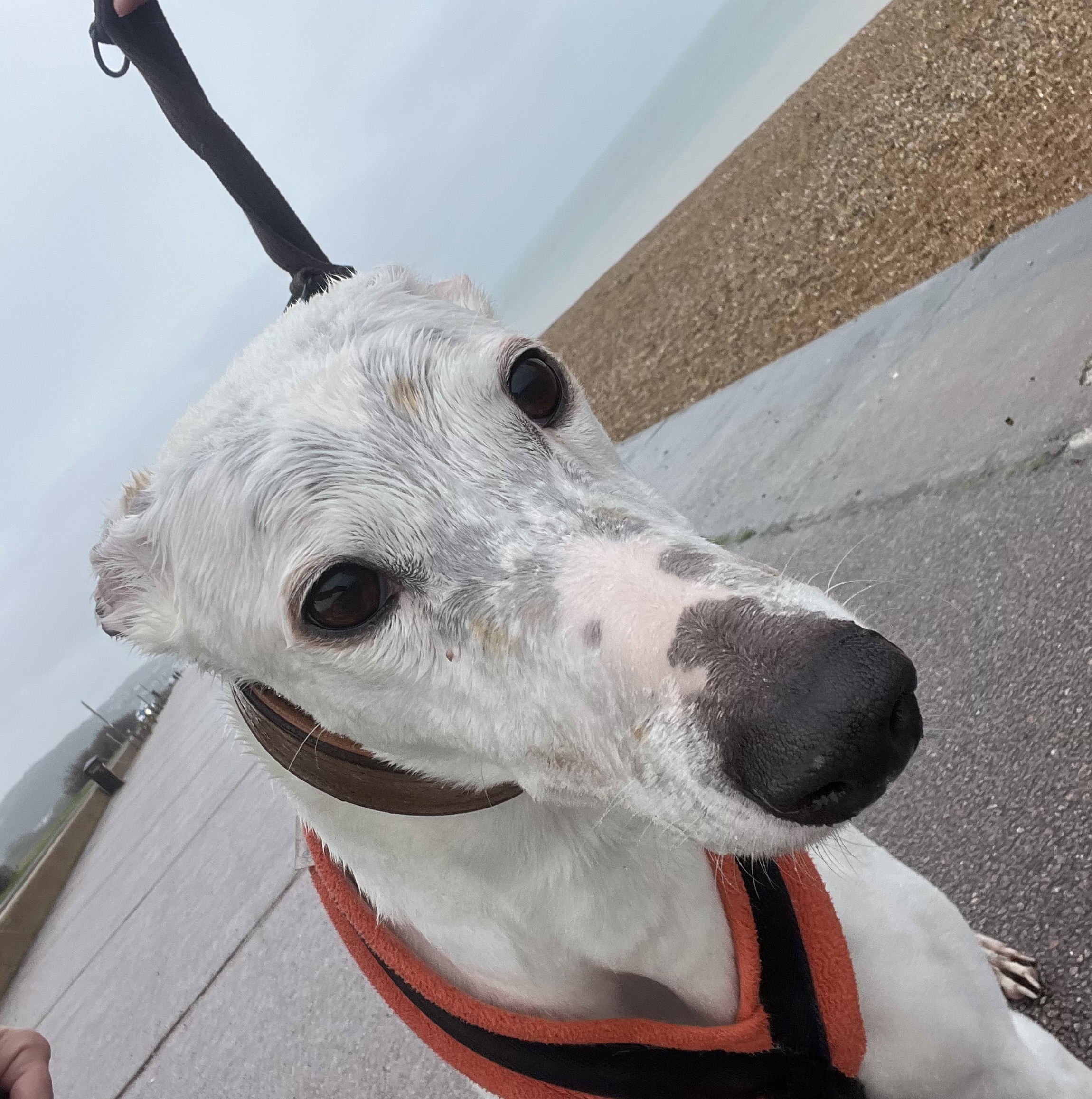 Oscar | Kent Greyhound Rescue