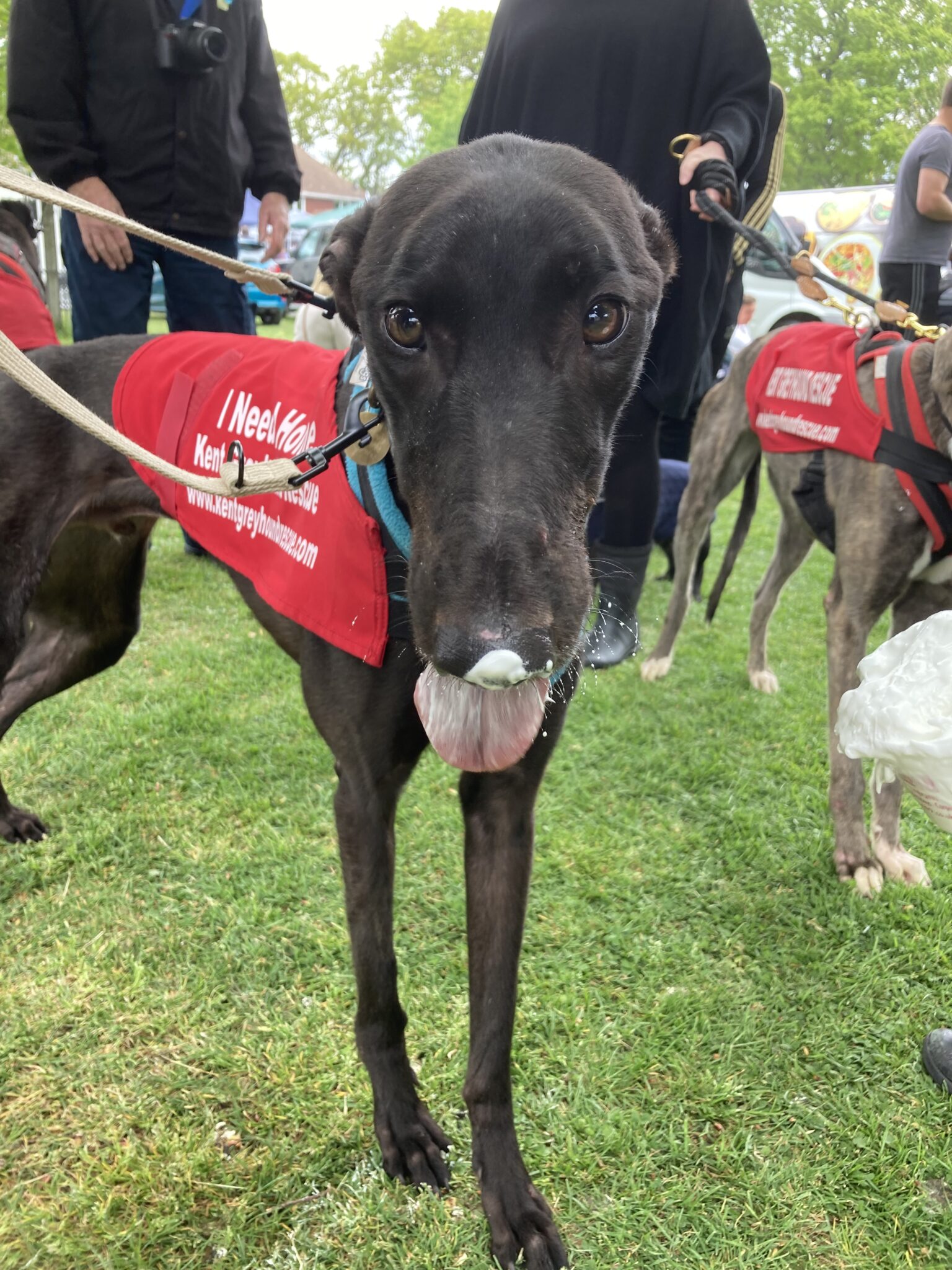 Trevor | Kent Greyhound Rescue