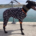 Dogs Needing Homes | Kent Greyhound Rescue