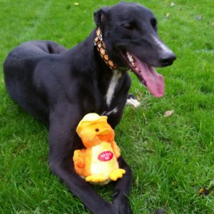 Neeps | Kent Greyhound Rescue