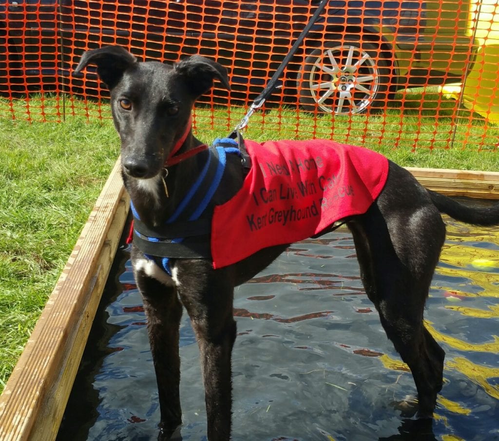 Are Lurcher Puppies Lazy