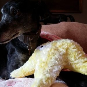 Neeps | Kent Greyhound Rescue
