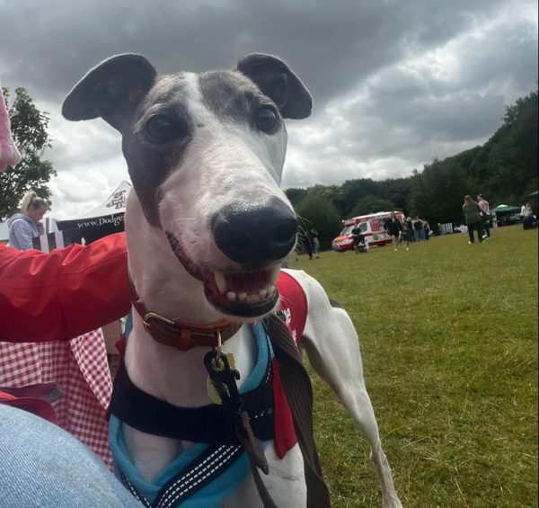 Winter Coats for greyhounds lurchers and whippets