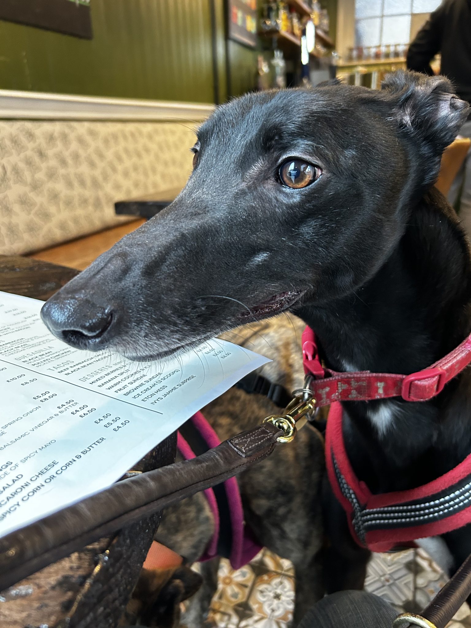 Greyhounds As Pets | Kent Greyhound Rescue