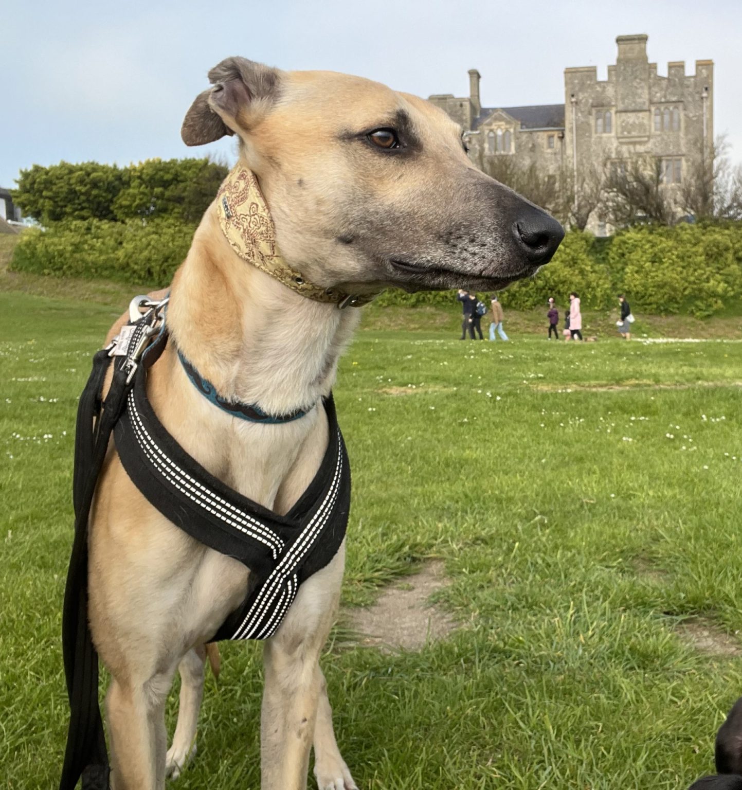 About Kent Greyhound Rescue | Kent Greyhound Rescue