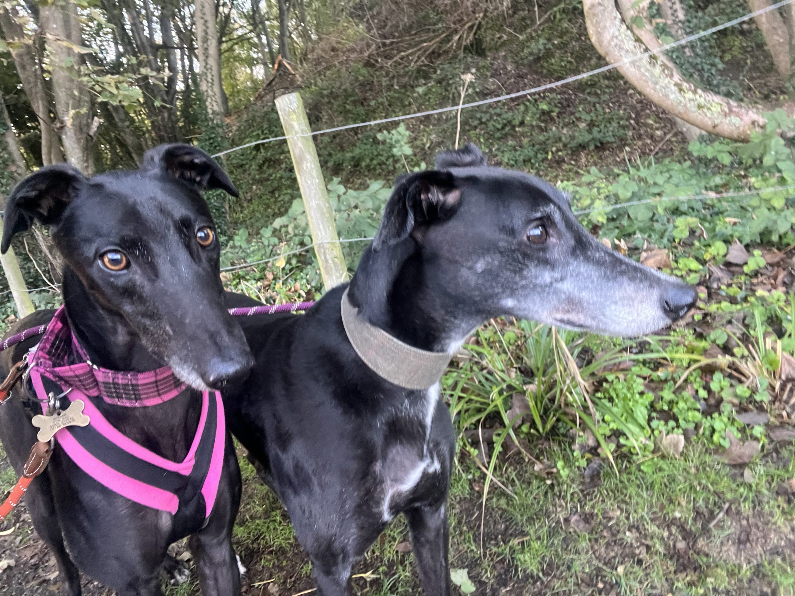 Brucie | Kent Greyhound Rescue