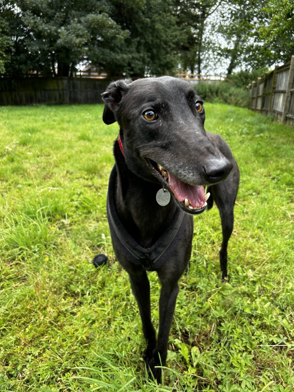 Tracing Your Greyhounds History | Kent Greyhound Rescue