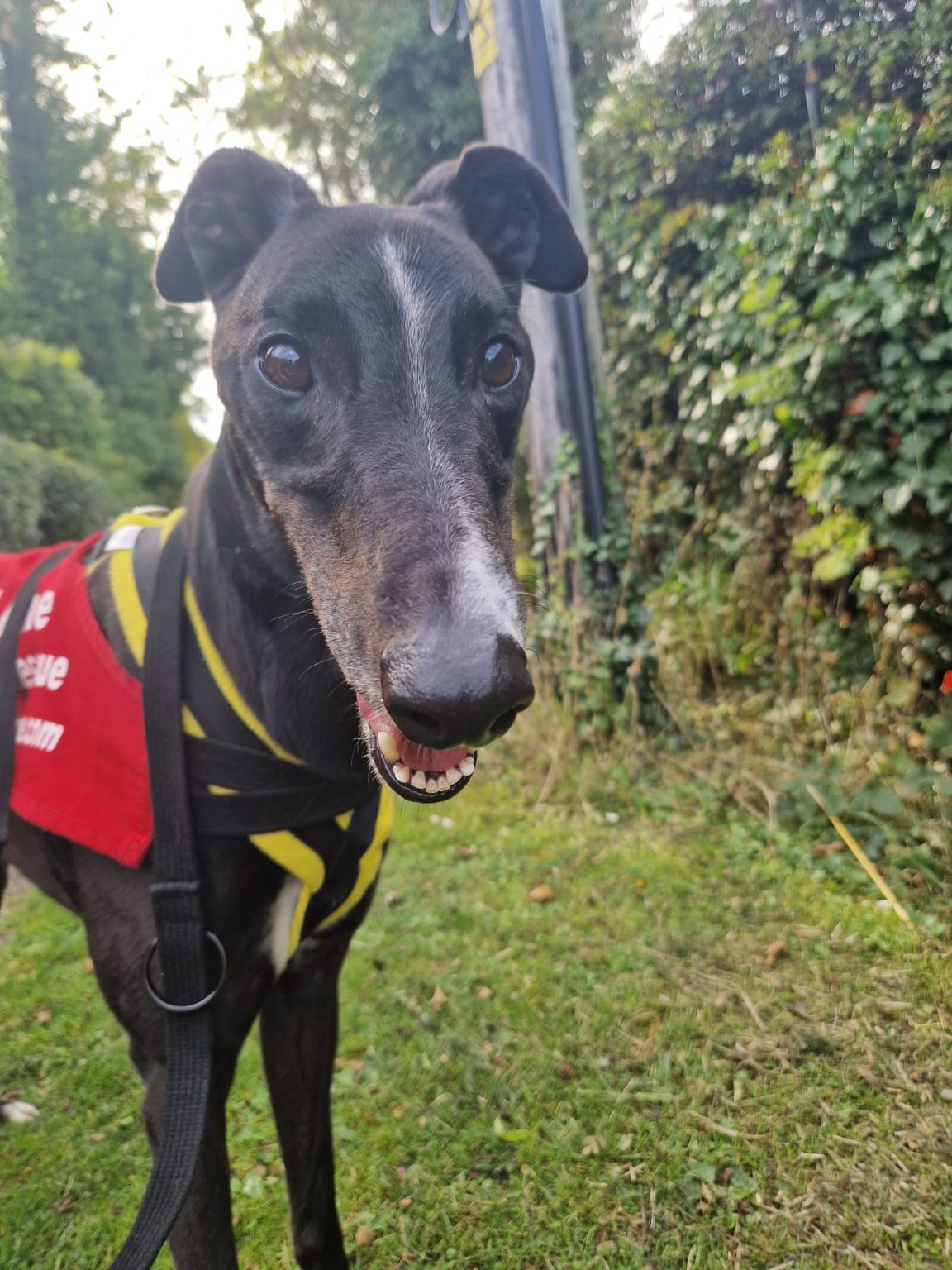 Greyhounds and Cats | Kent Greyhound Rescue