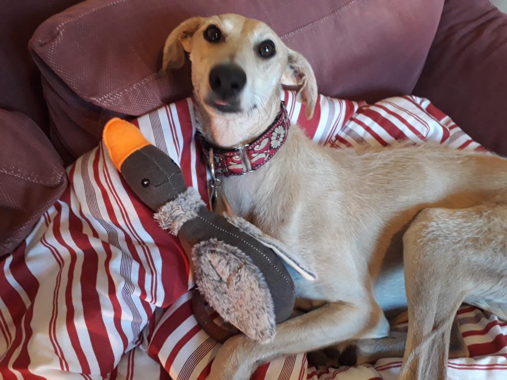Finn McScruff: The Story of a Very Reactive Hound