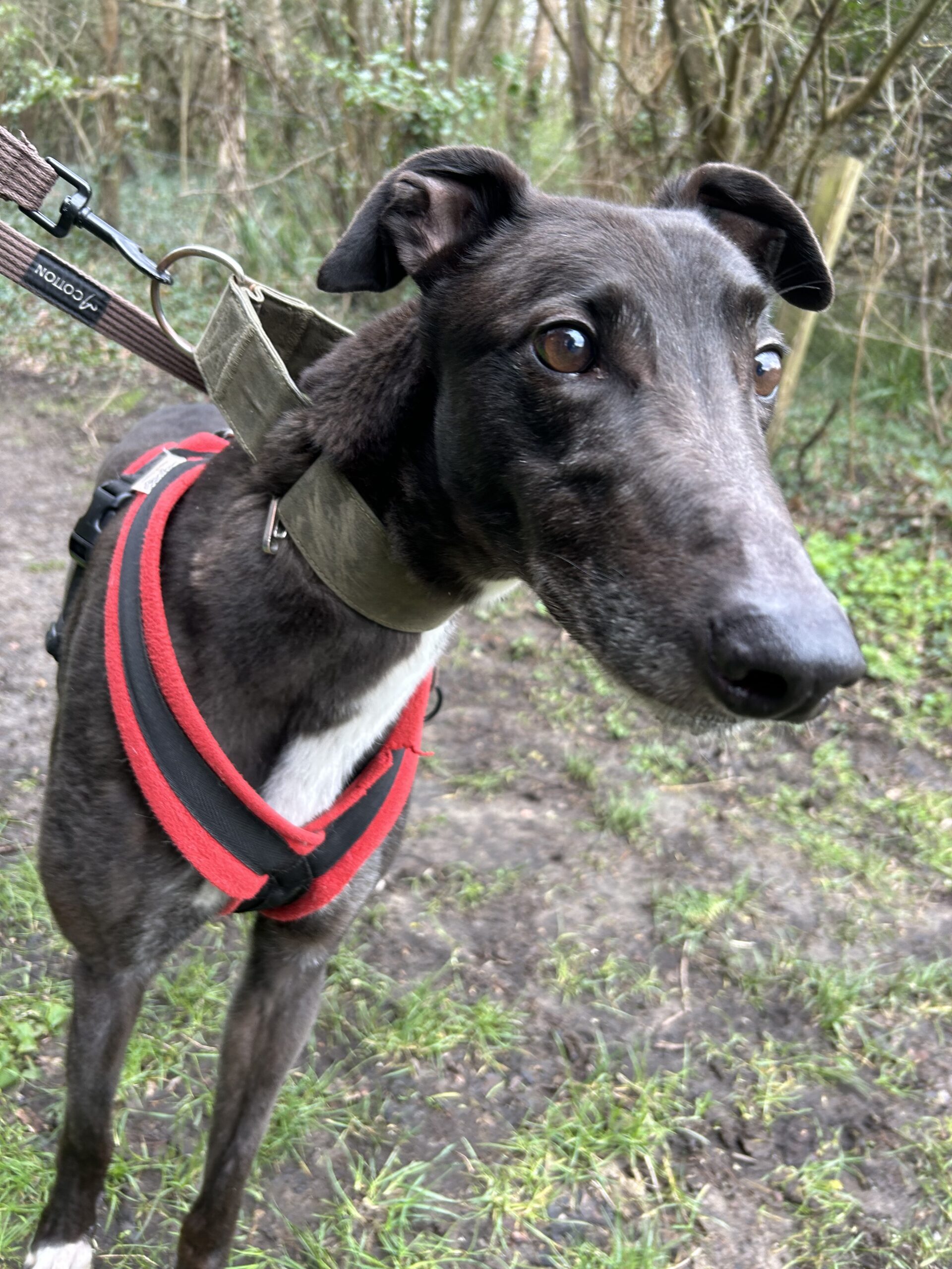 Vincent | Kent Greyhound Rescue