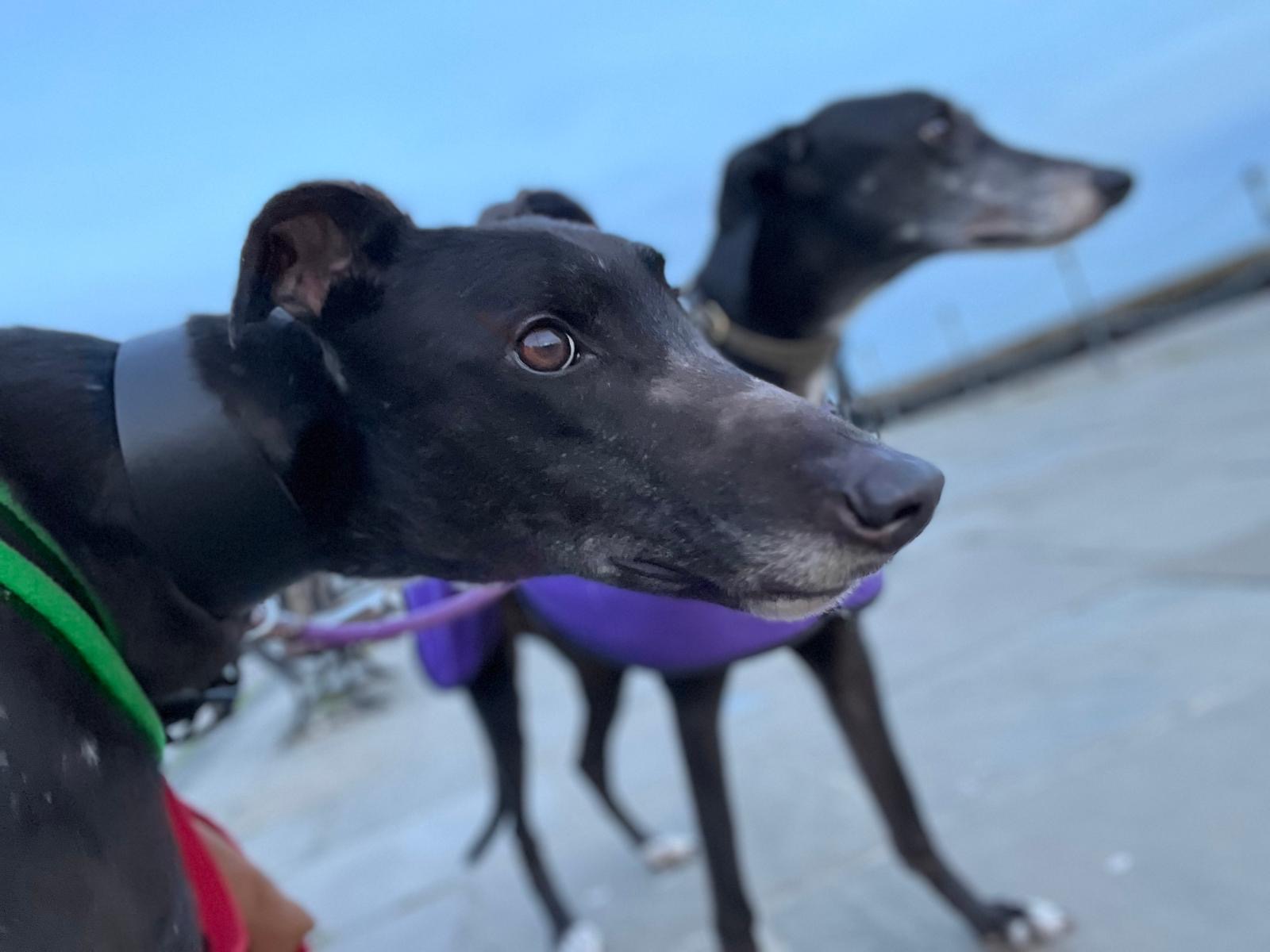 Jimmy Snowflake | Kent Greyhound Rescue