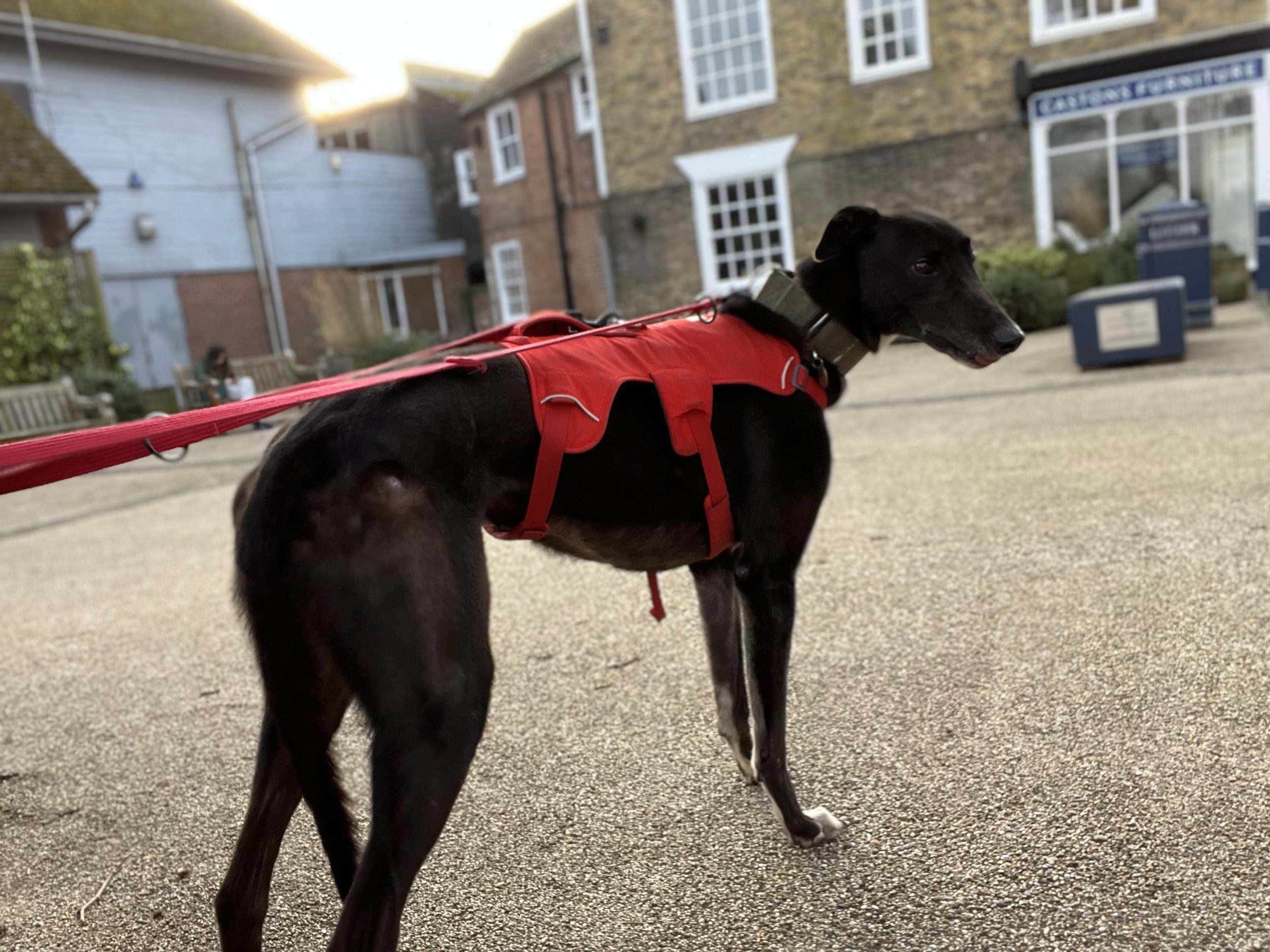 Vincent | Kent Greyhound Rescue