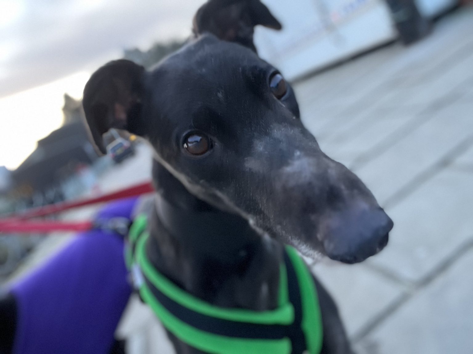 About Kent Greyhound Rescue | Kent Greyhound Rescue