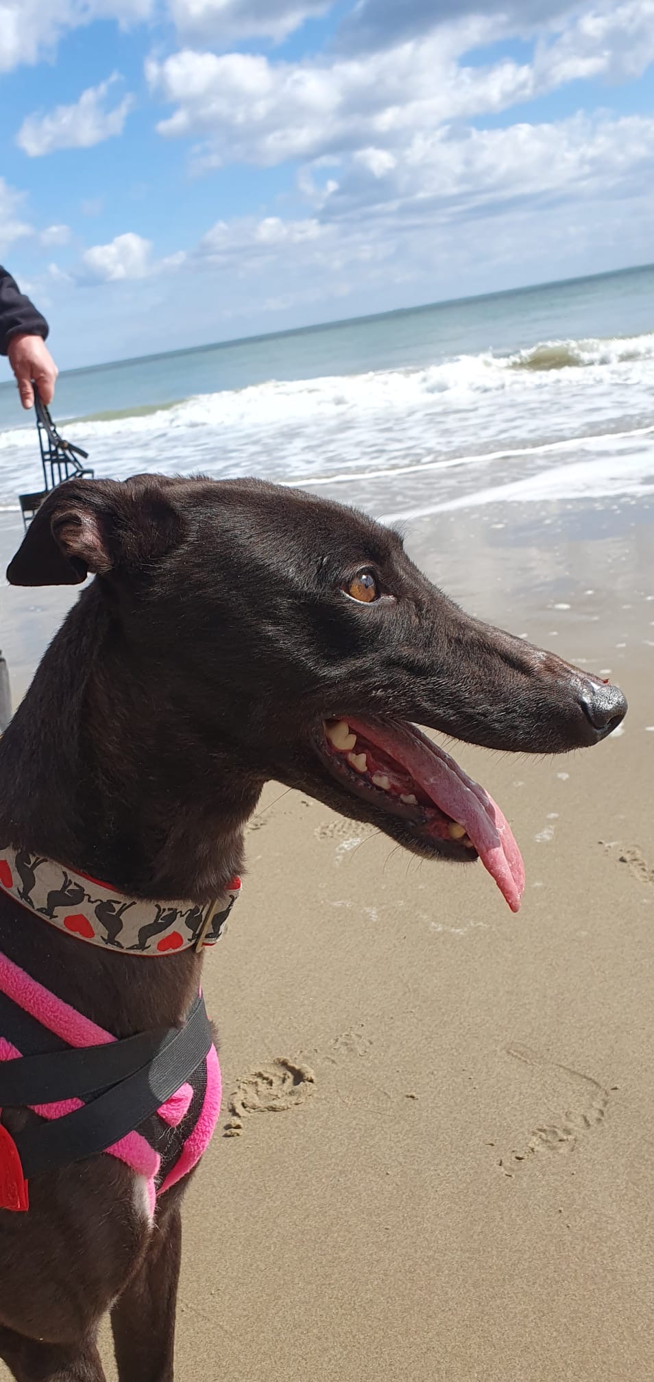 Isabel | Kent Greyhound Rescue
