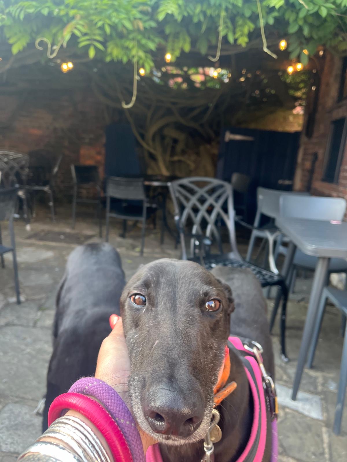 Bones was Indiana Bones | Kent Greyhound Rescue