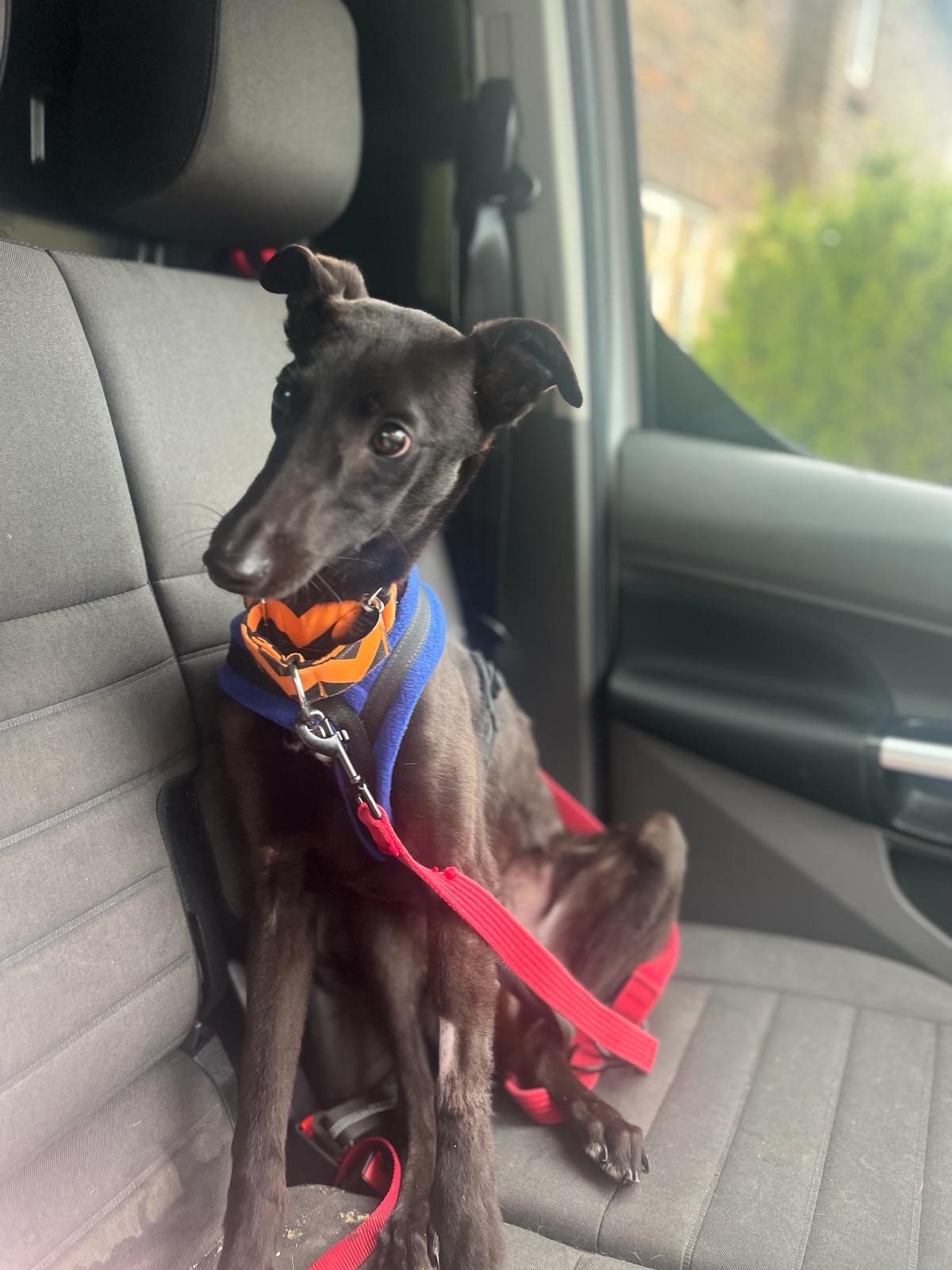 Rory was Pedro | Kent Greyhound Rescue