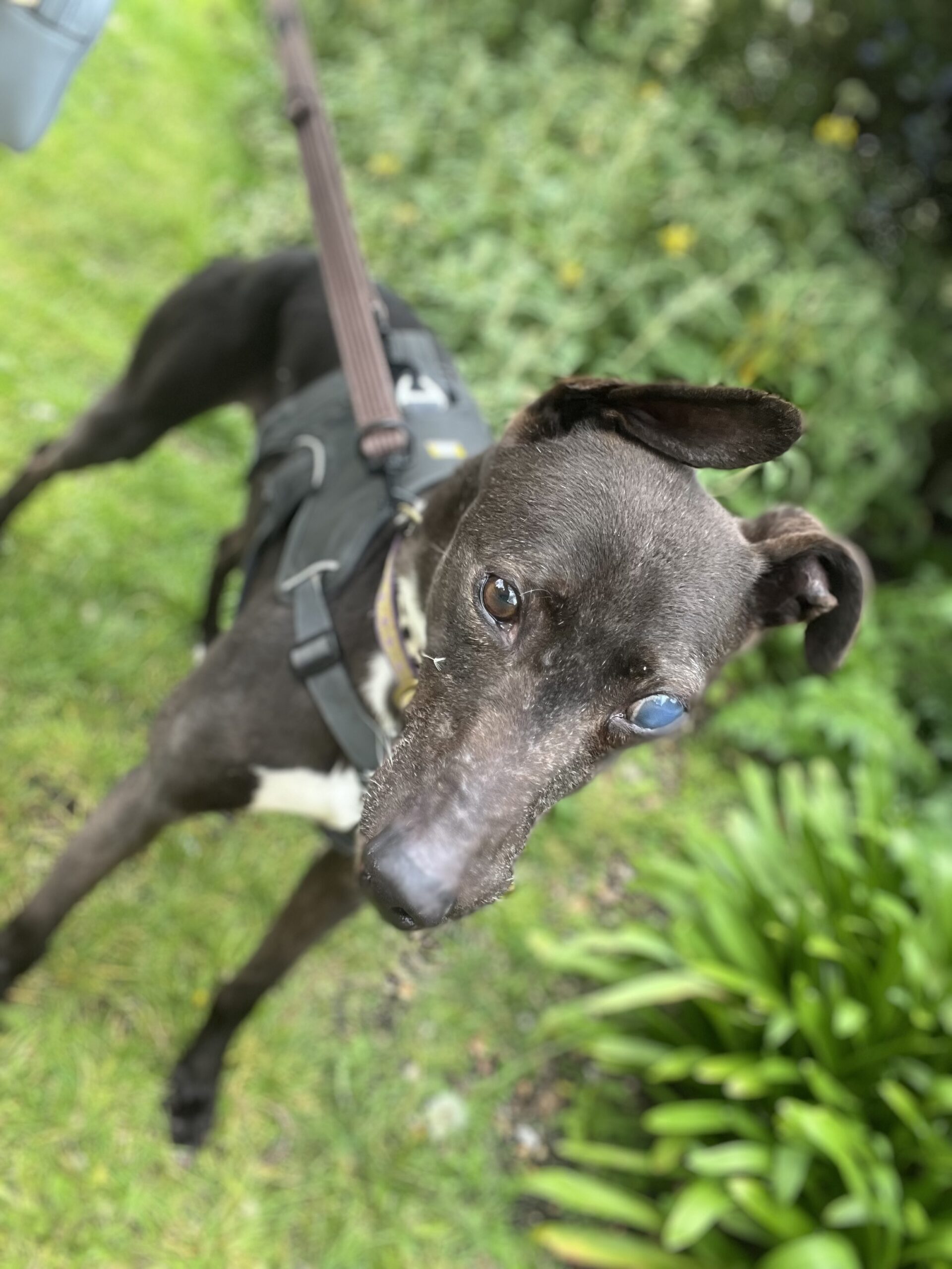 Miss Martha | Kent Greyhound Rescue