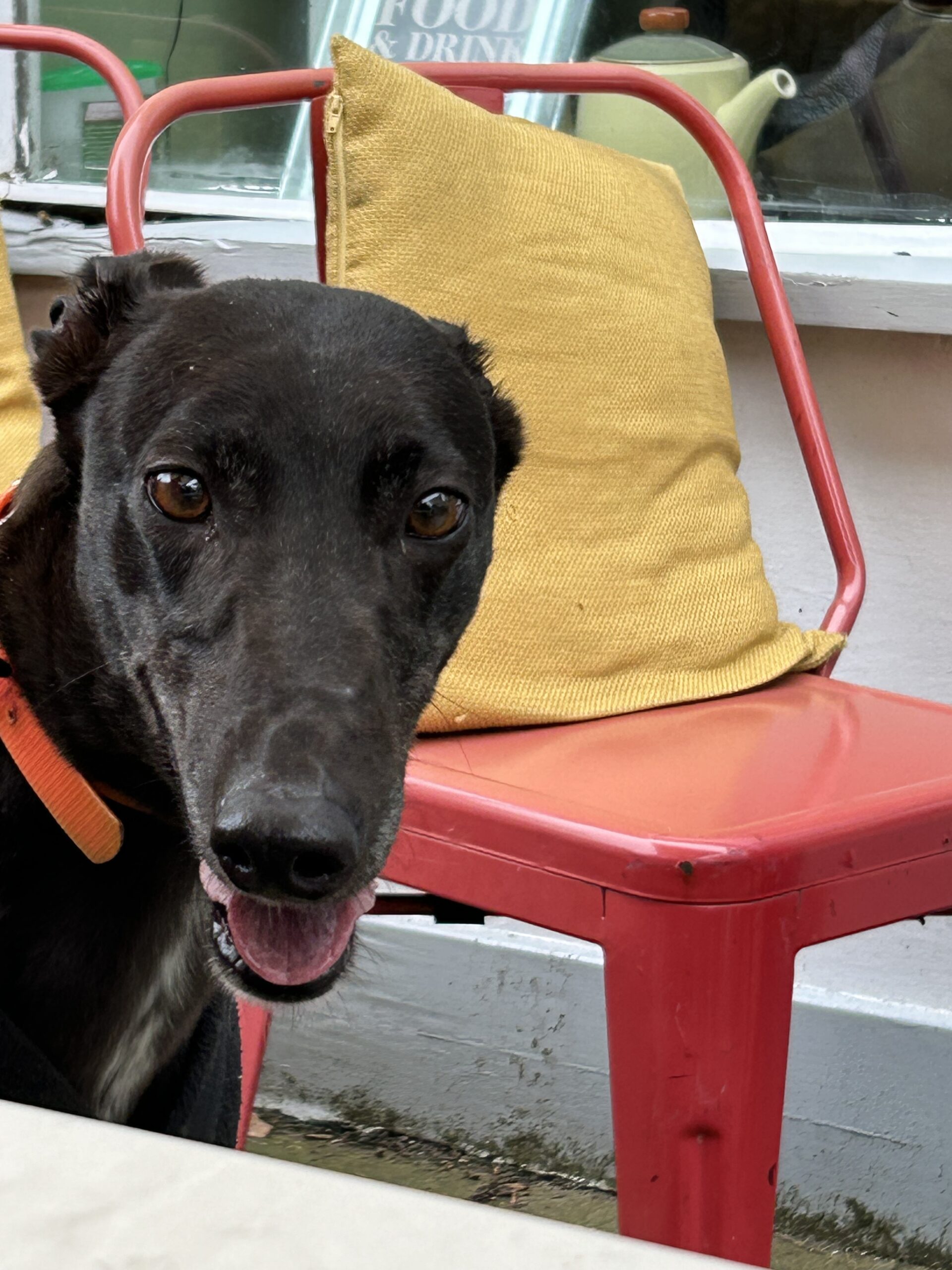 JK Howling | Kent Greyhound Rescue