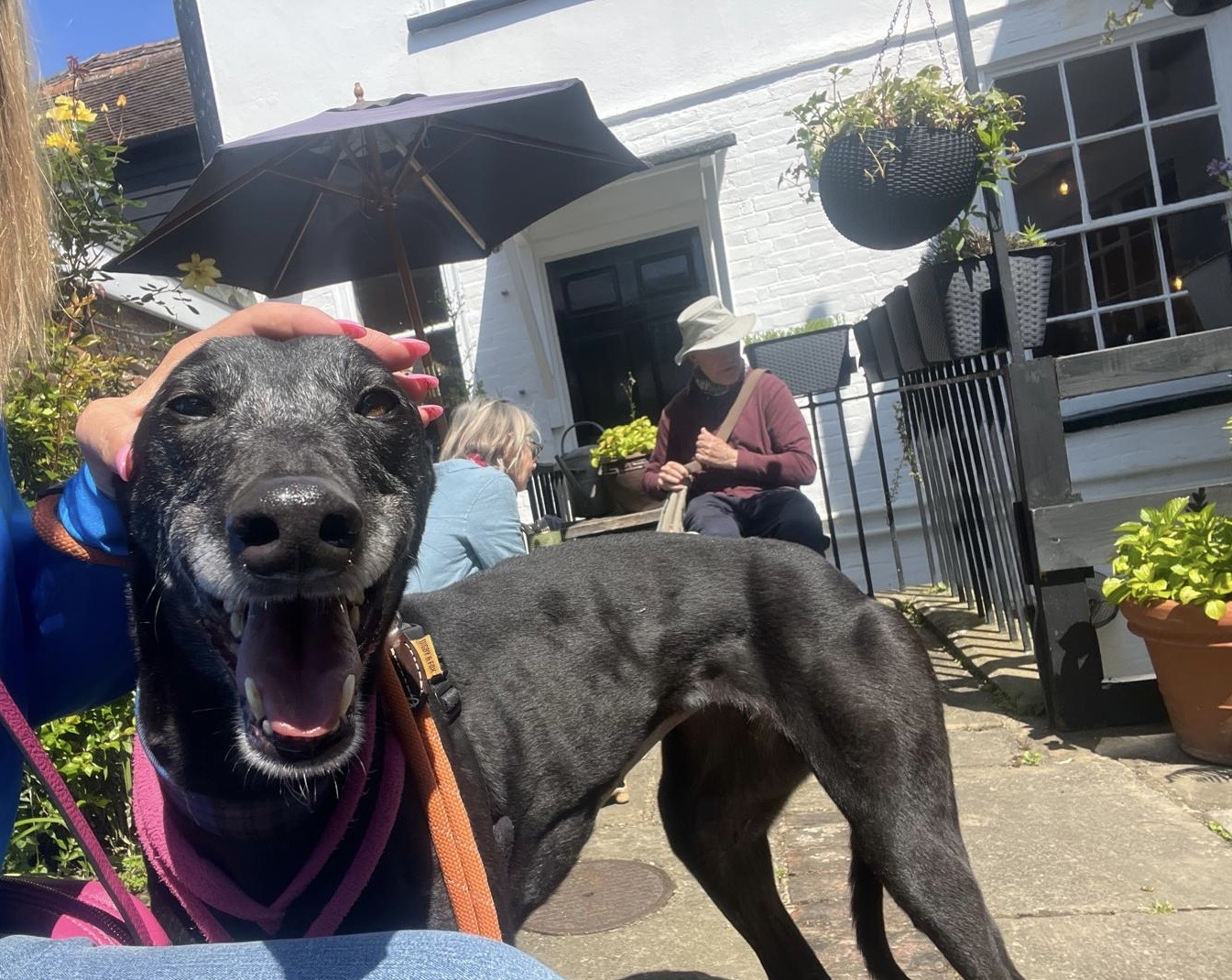 Luna was Sharon Bone | Kent Greyhound Rescue