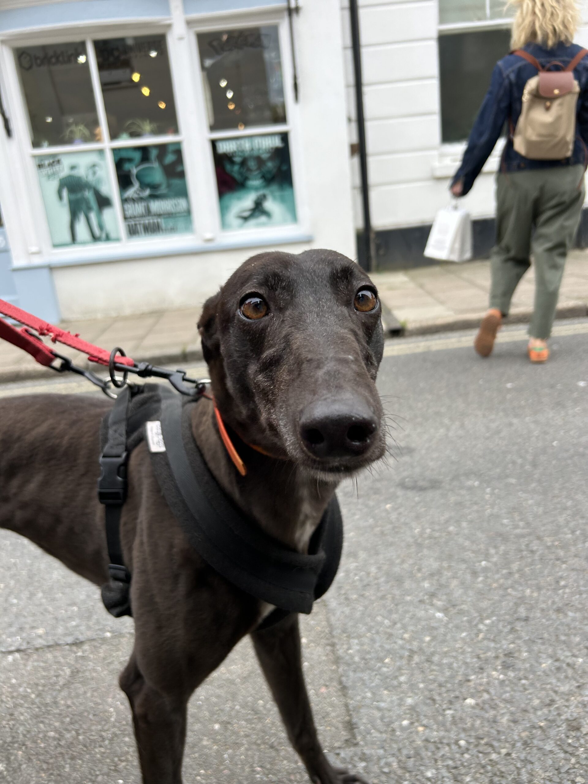 JK Howling | Kent Greyhound Rescue