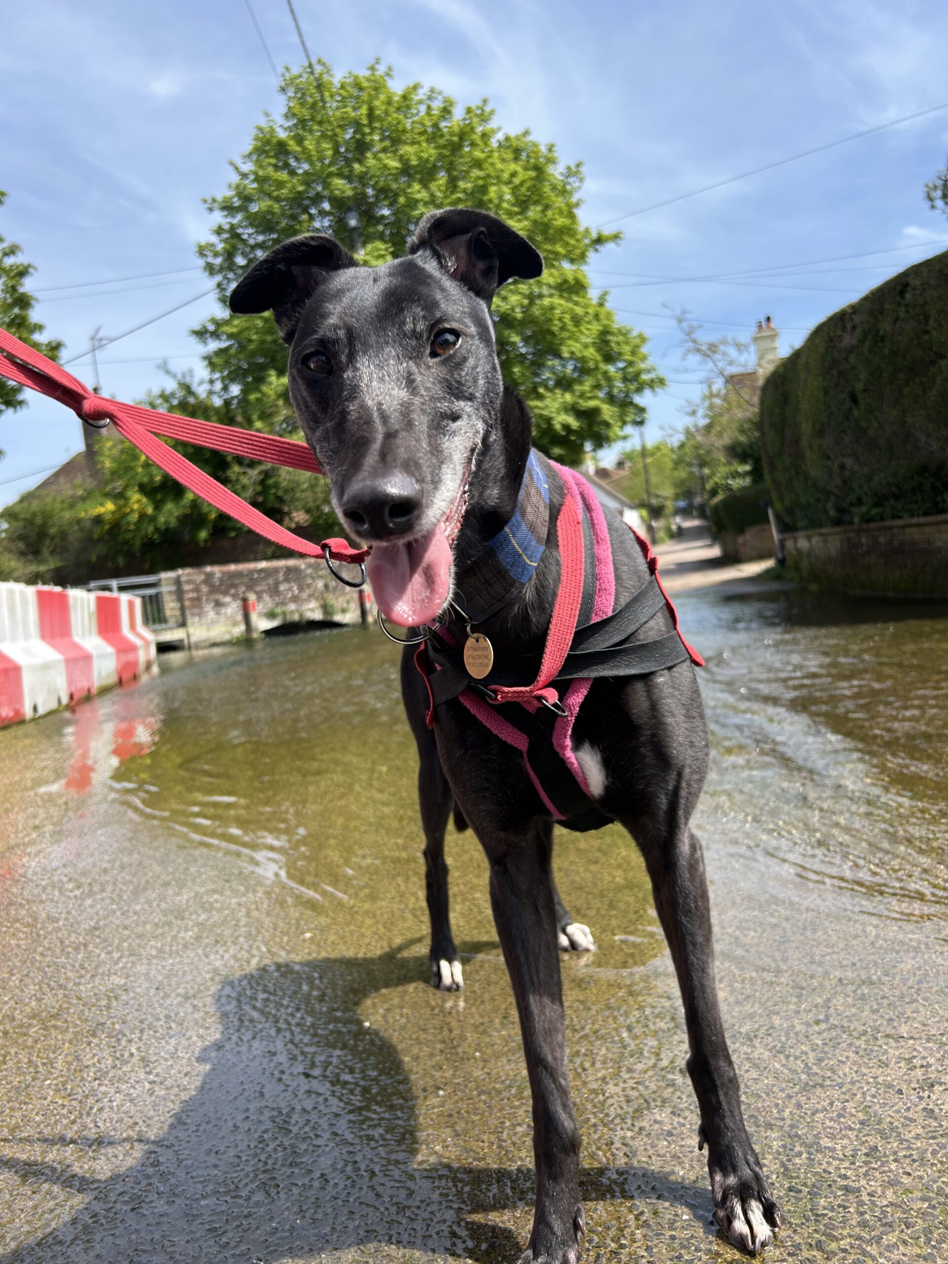 Luna was Sharon Bone | Kent Greyhound Rescue