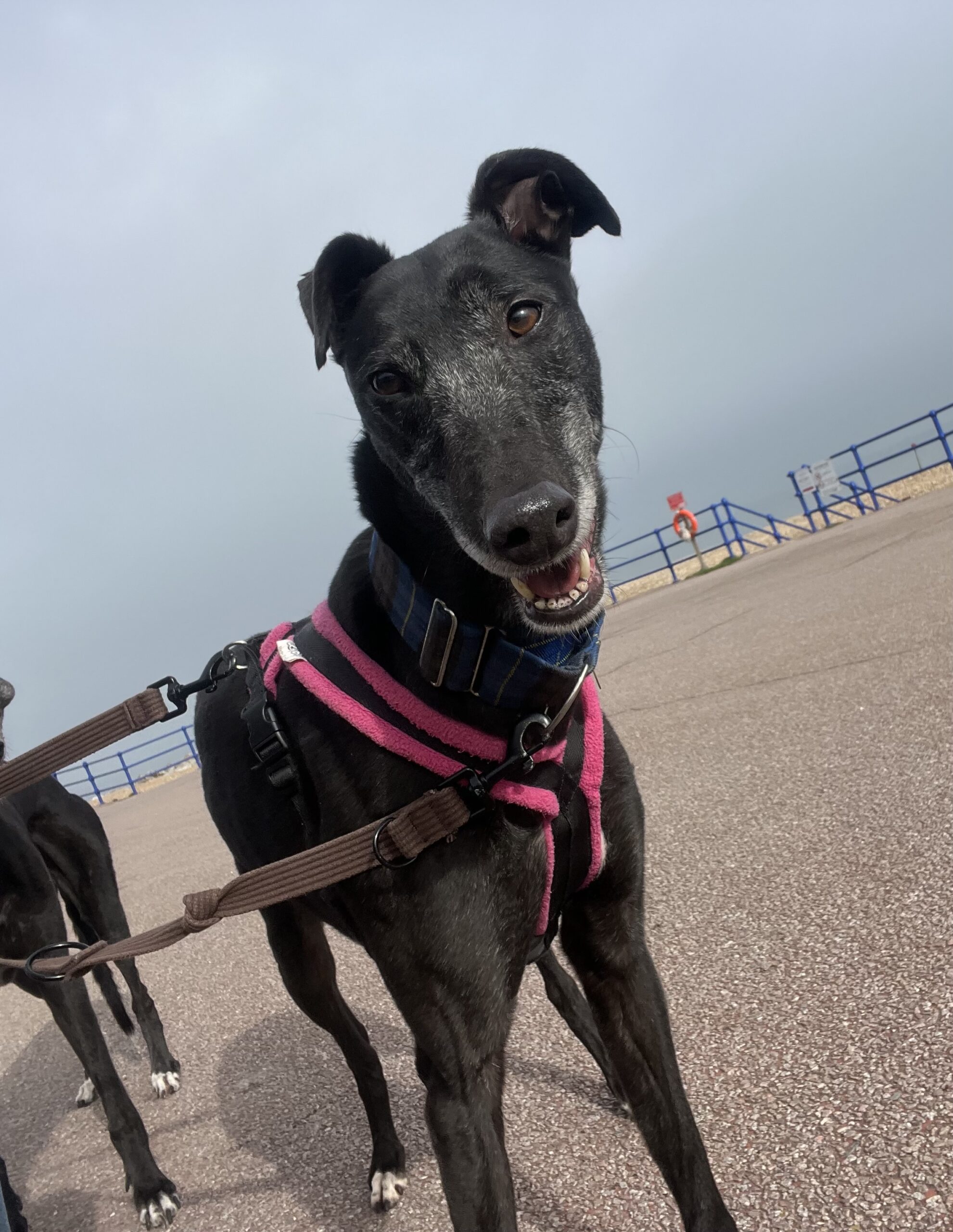 Luna was Sharon Bone | Kent Greyhound Rescue