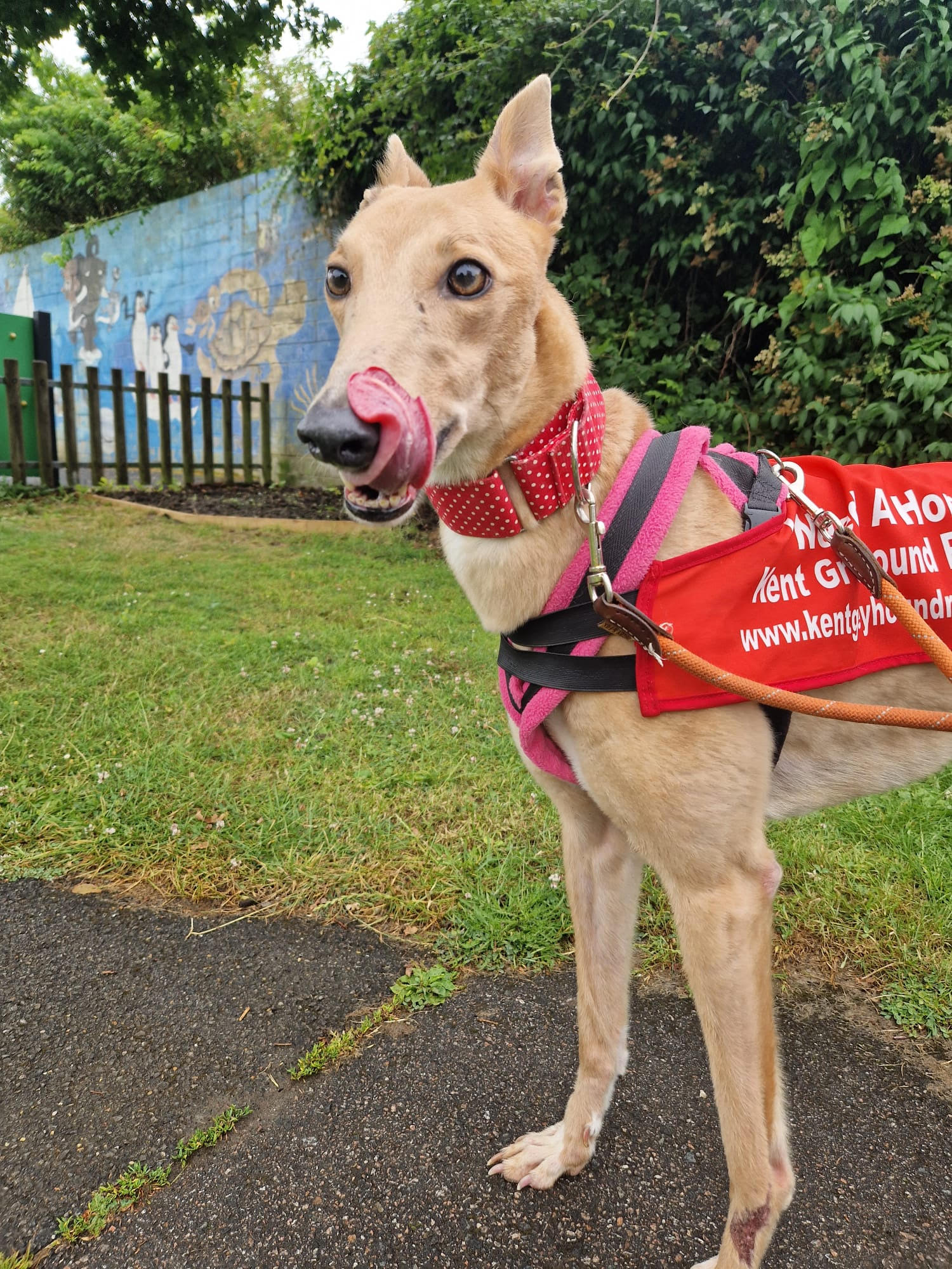 Devon was Angelina Howlie | Kent Greyhound Rescue