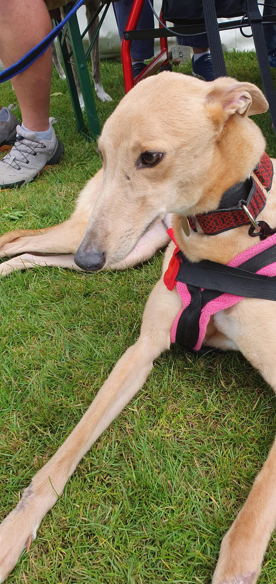 Devon was Angelina Howlie | Kent Greyhound Rescue
