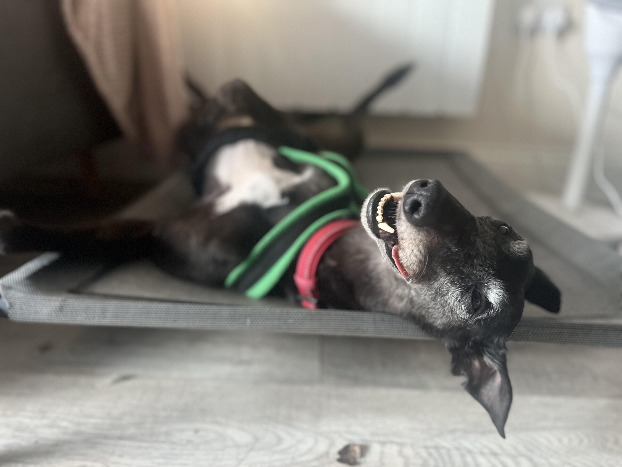 KGR: Home Boarding for Greyhounds, Lurchers and Sighthounds
