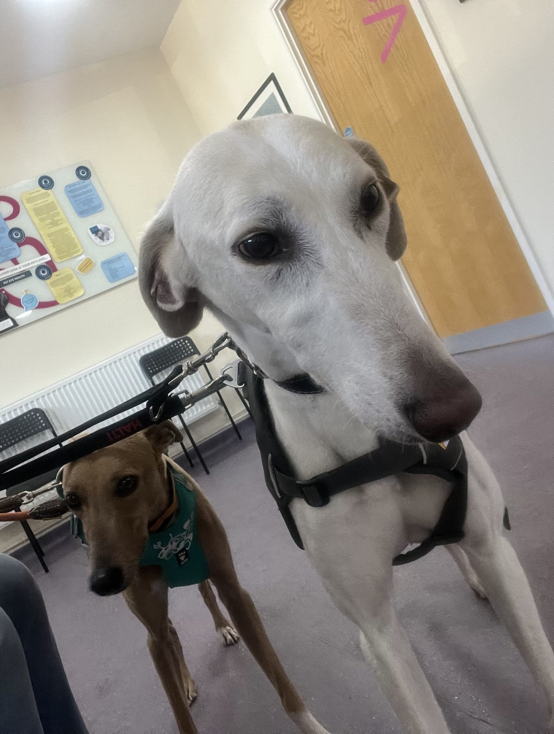 Sherlock Bones | Kent Greyhound Rescue