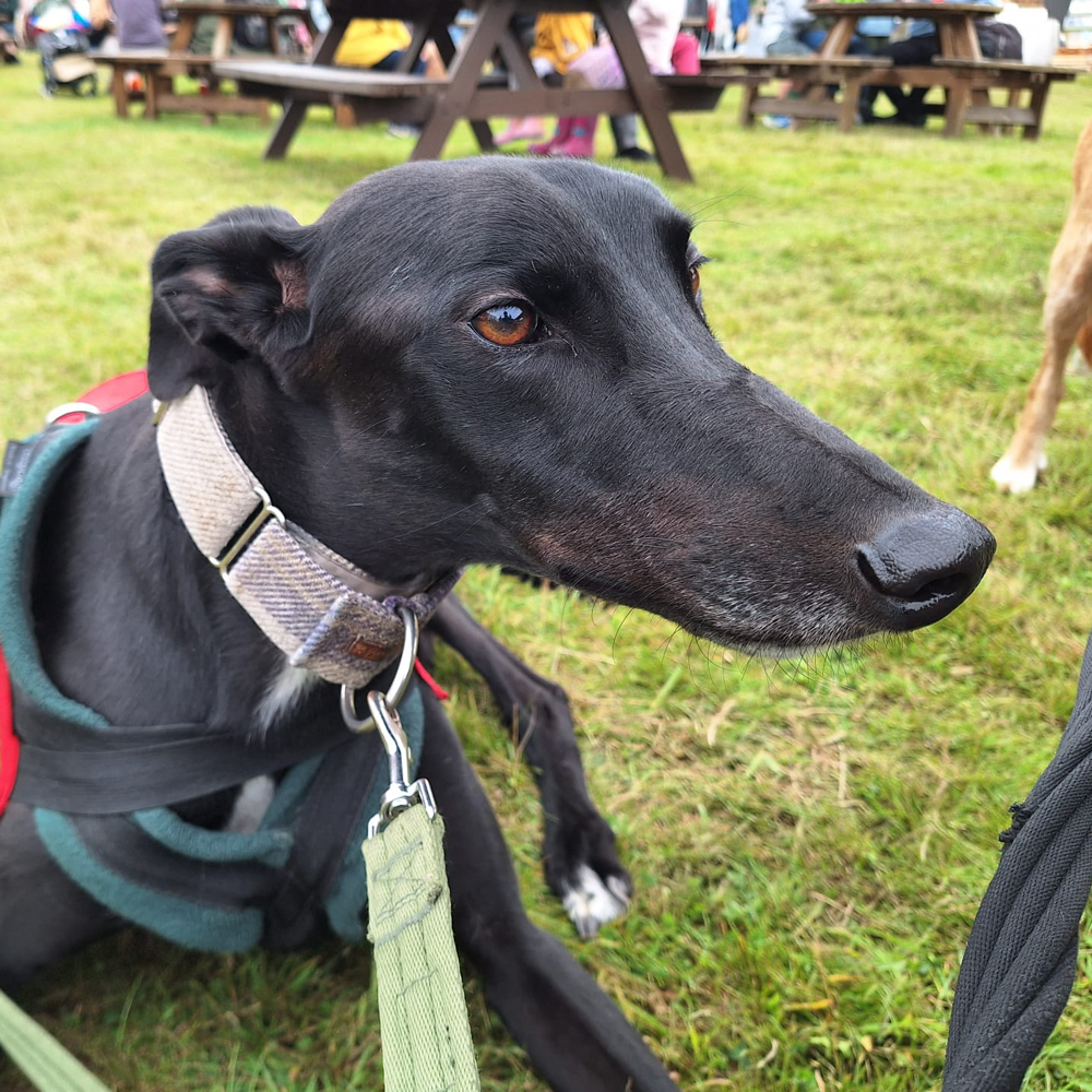 Morgan Furman | Kent Greyhound Rescue