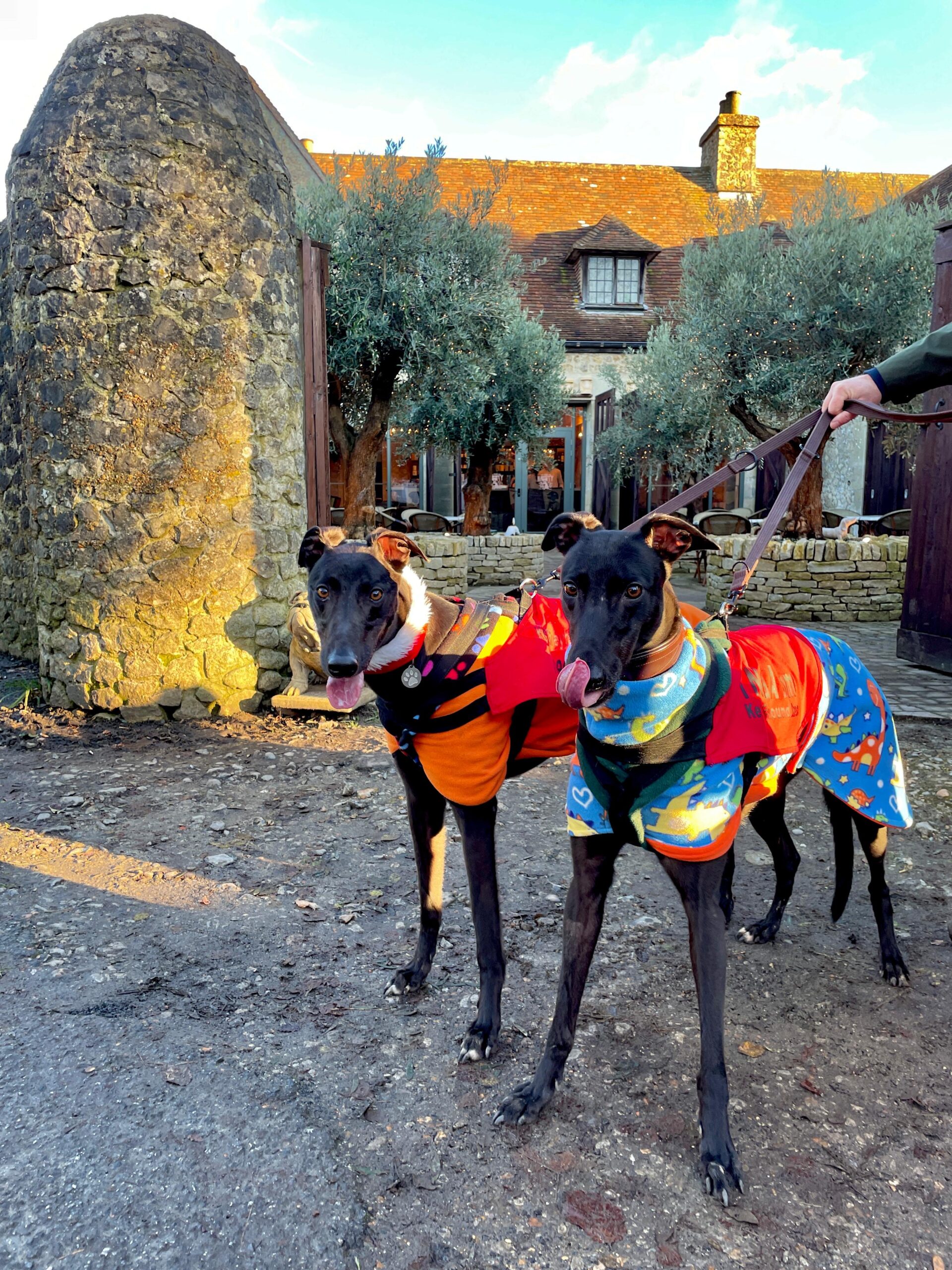 Barry | Kent Greyhound Rescue