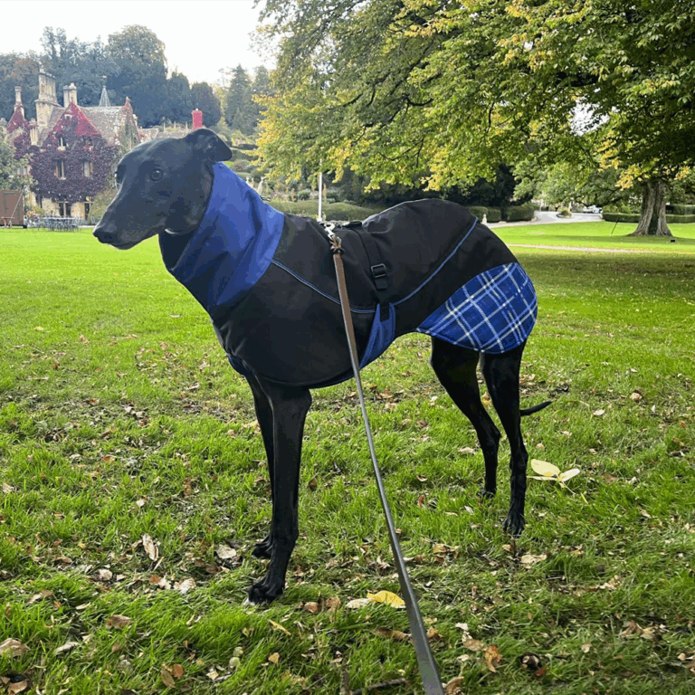 Animal Rescue, Dog Adoption:Kent Greyhound Rescue