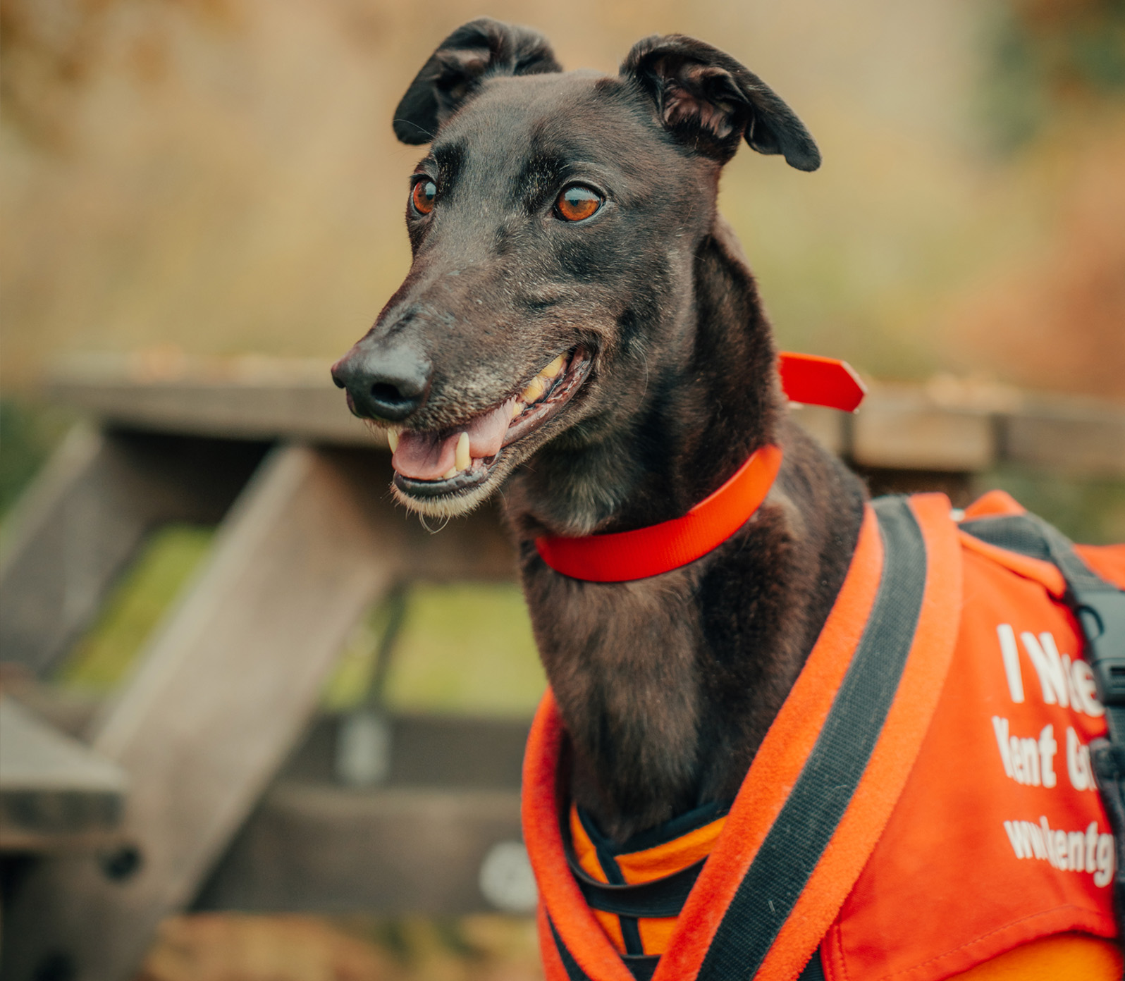 Home | Kent Greyhound Rescue