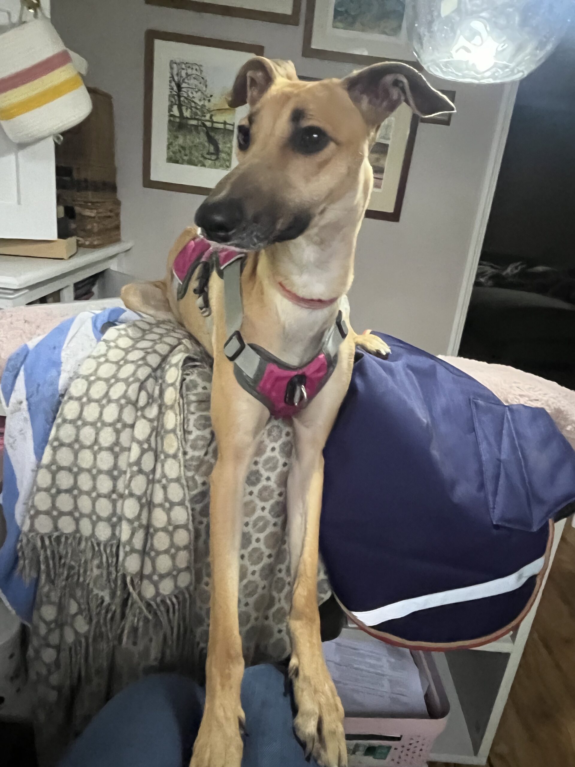 Home | Kent Greyhound Rescue