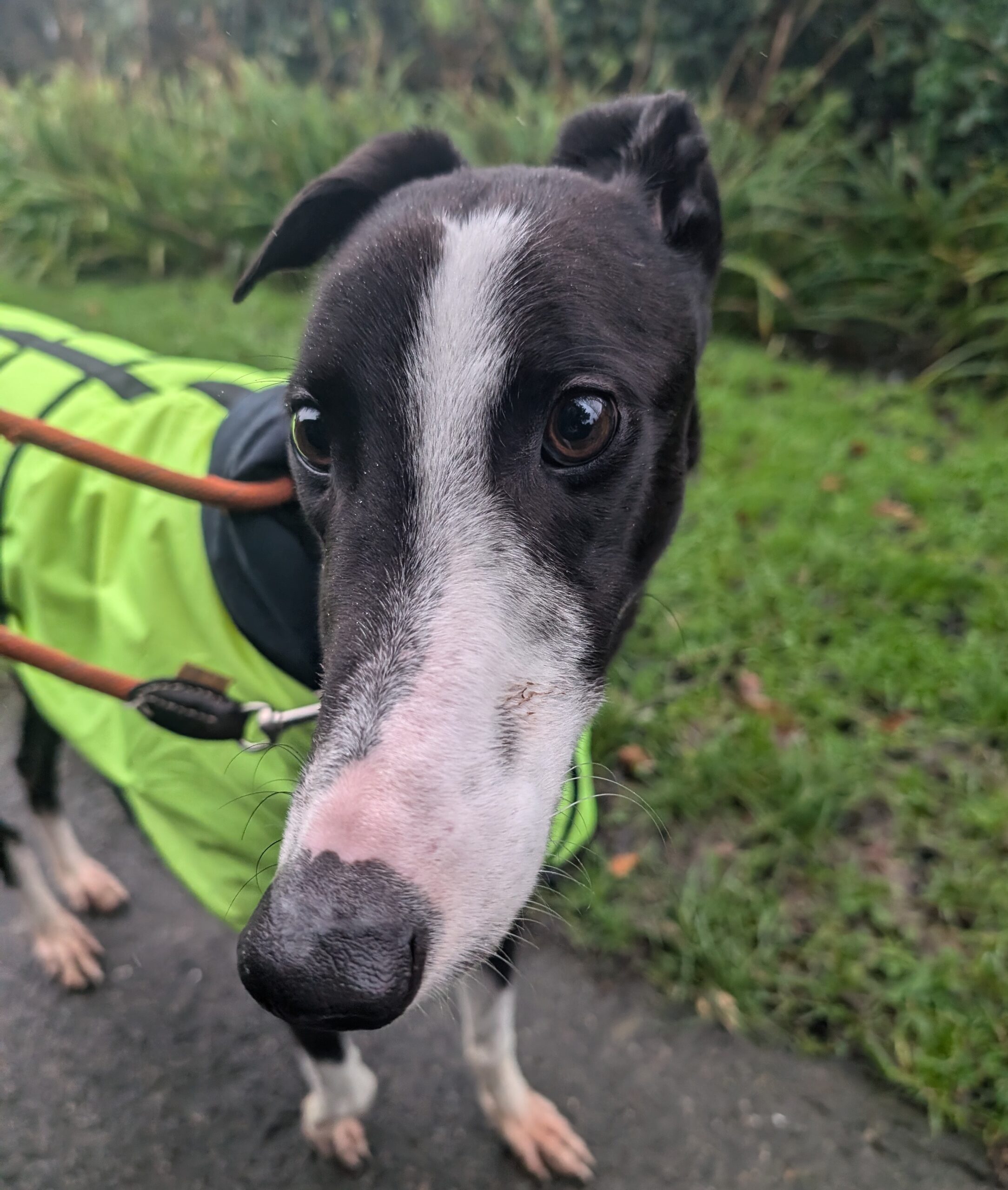 Freddie was Rudy | Kent Greyhound Rescue