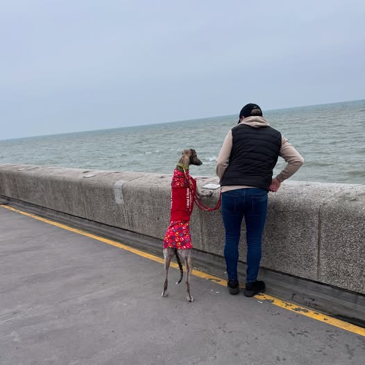 Alice | Kent Greyhound Rescue