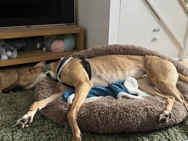 Orion was Gordon | Kent Greyhound Rescue
