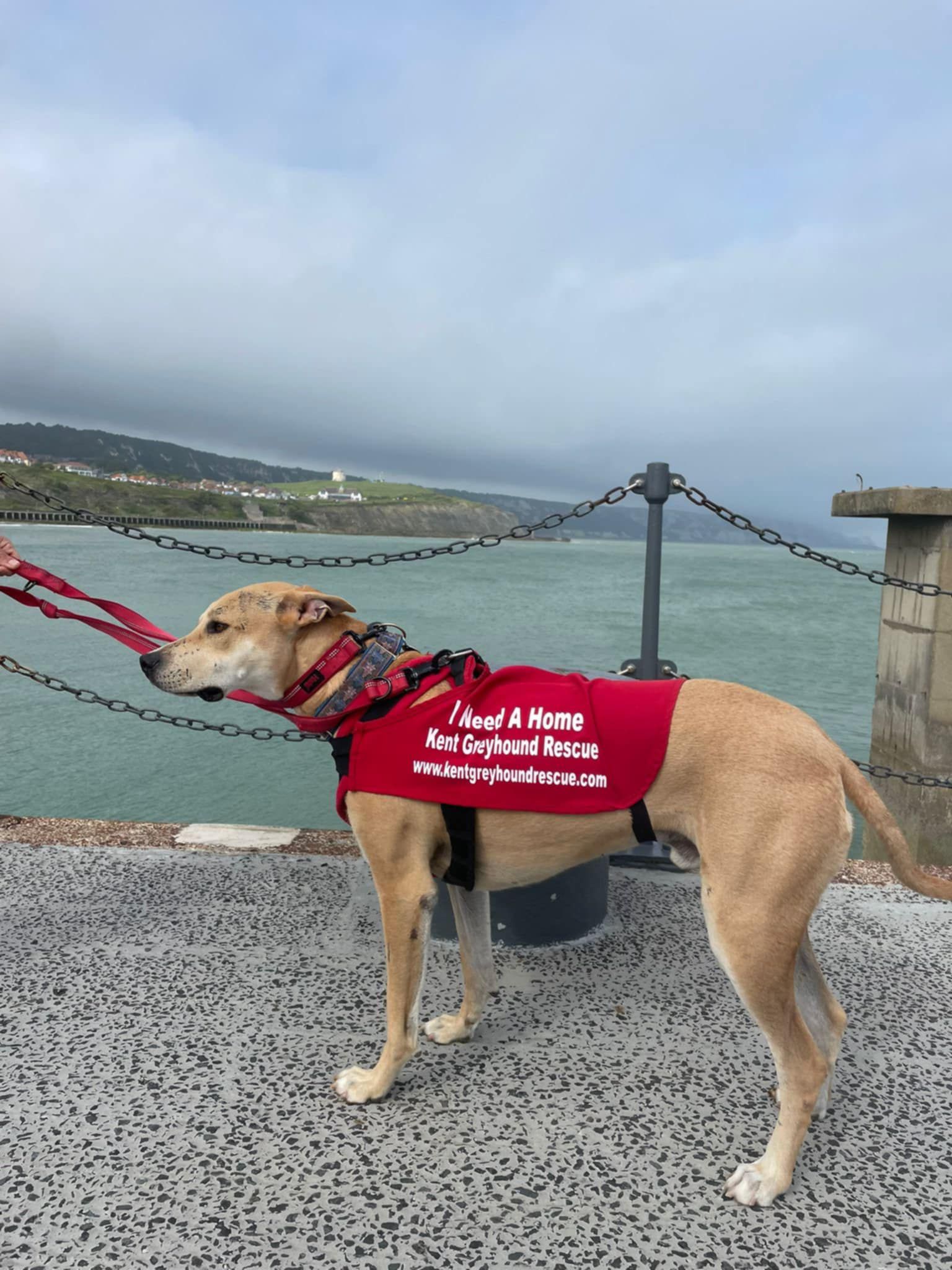 Sleepy Sammy | Kent Greyhound Rescue