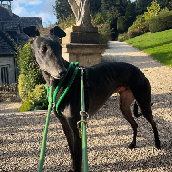 About Kent Greyhound Rescue | Kent Greyhound Rescue