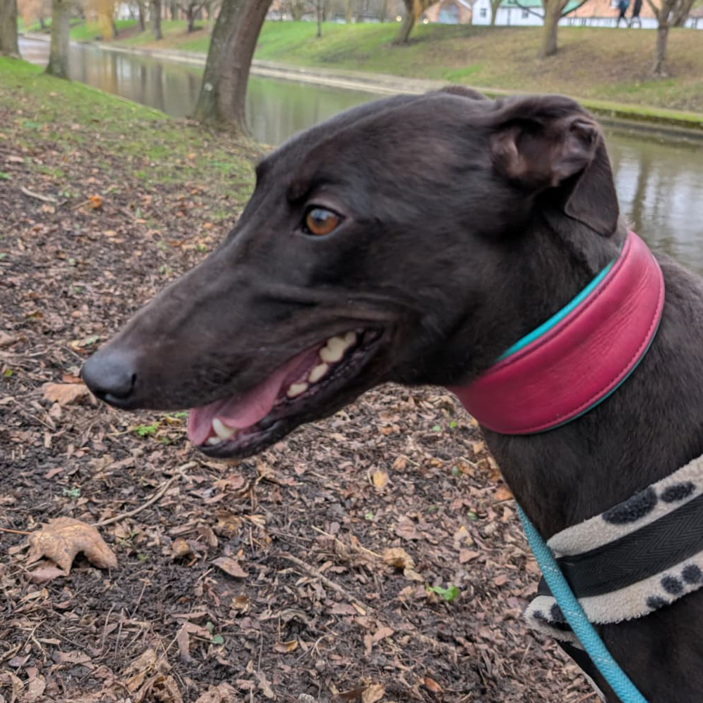 Grey | Kent Greyhound Rescue