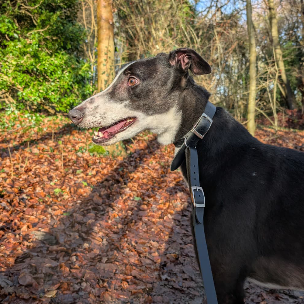 Neeps | Kent Greyhound Rescue