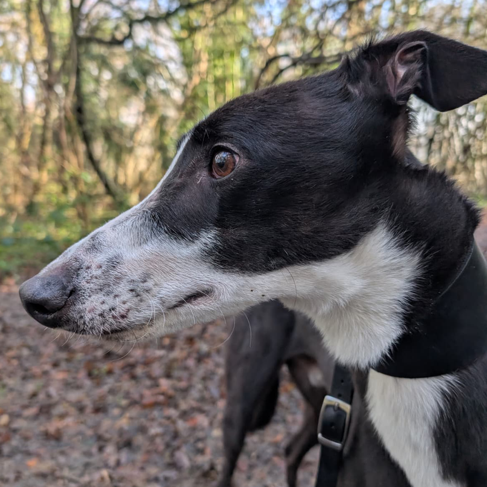 Neeps | Kent Greyhound Rescue