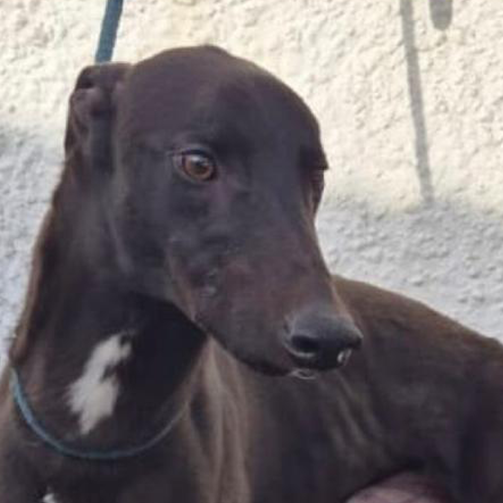 Shortbread | Kent Greyhound Rescue