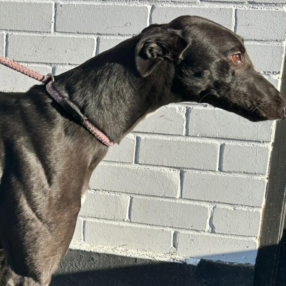 Whisky | Kent Greyhound Rescue